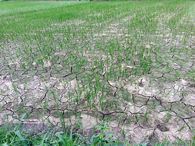 बारिश न होने से झुलसने लगी है धान की फसल, किसानों को सताने लगी अकाल की ...